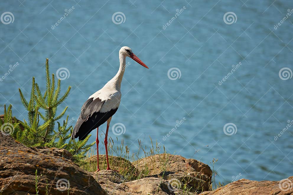Stork at a lake border stock photo. Image of neck, wild - 16705410