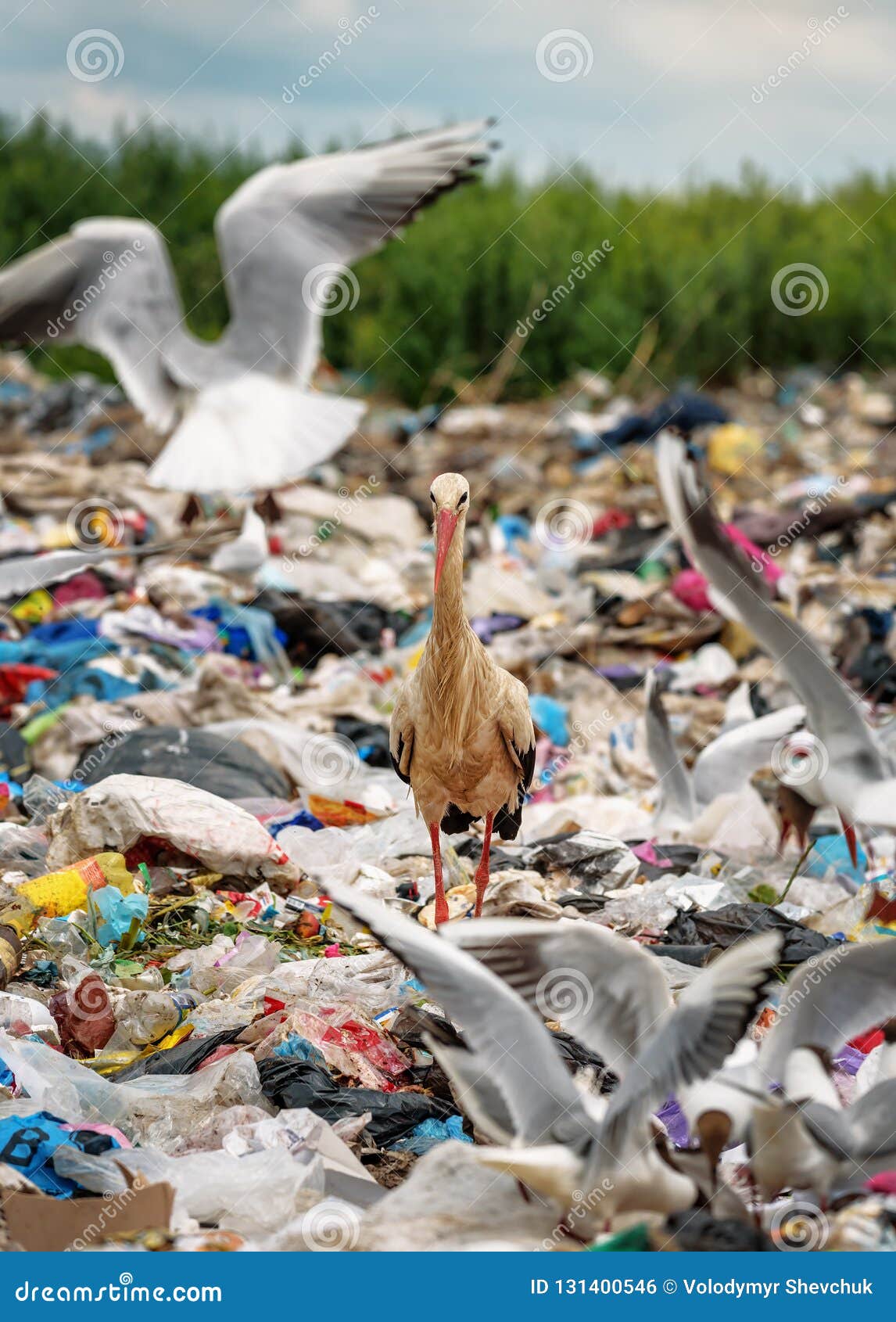 Stork on Landfill Garbage Dump Stock Photo - Image of dump, dirt: 131400546