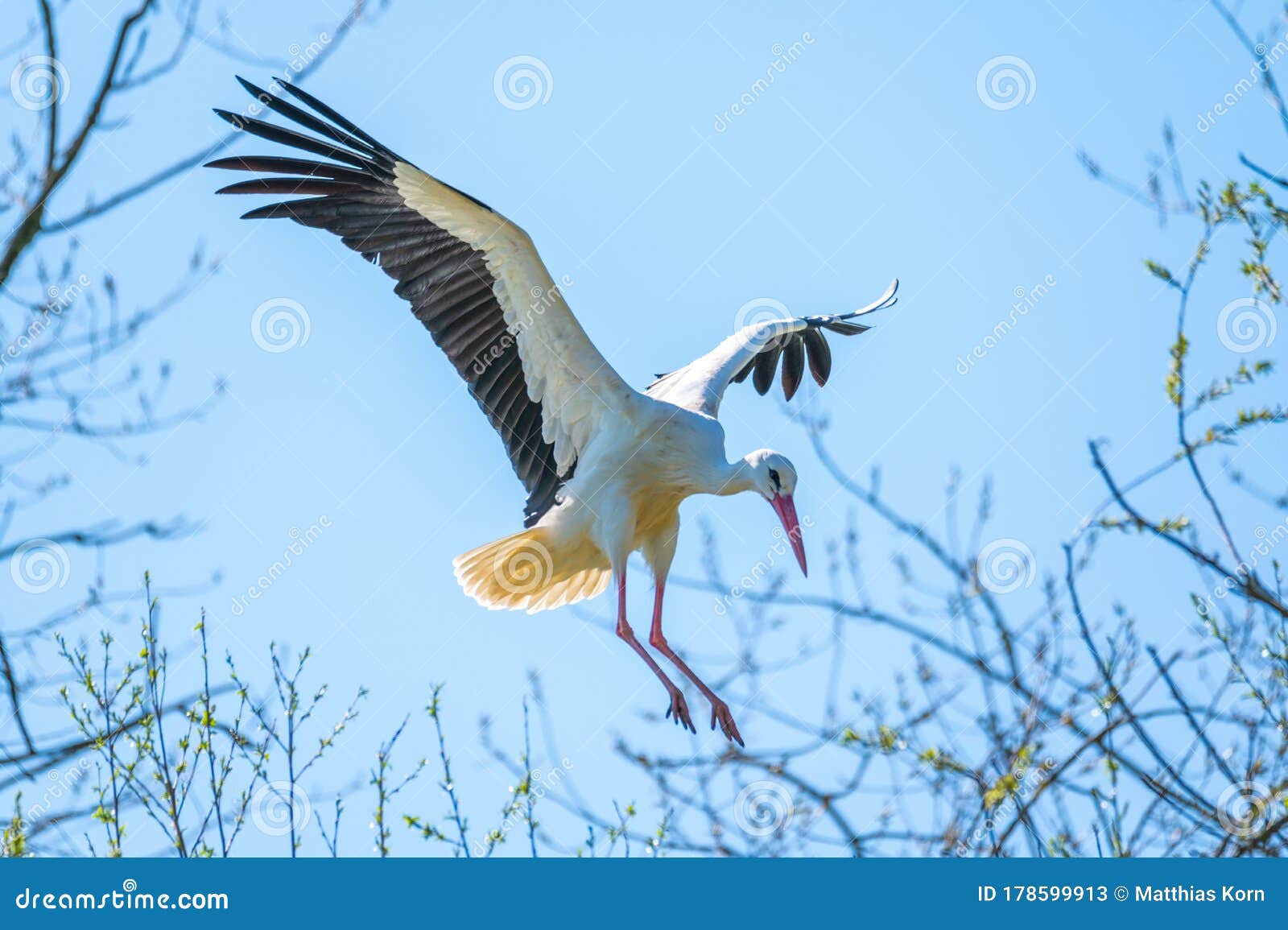 A Stork Landing Towards Its Nest with a Blue Sky Stock Image - Image of ...