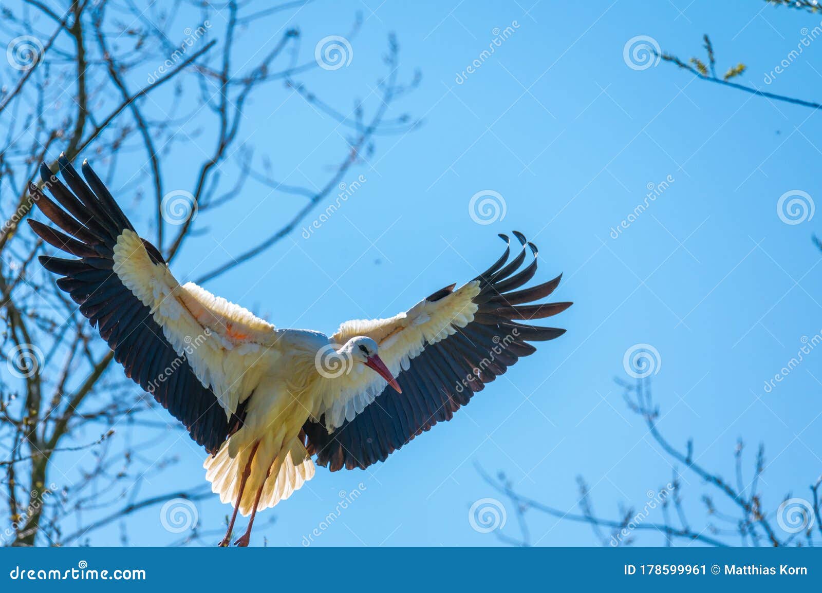 A Stork Landing Towards Its Nest with a Blue Sky Stock Image - Image of ...