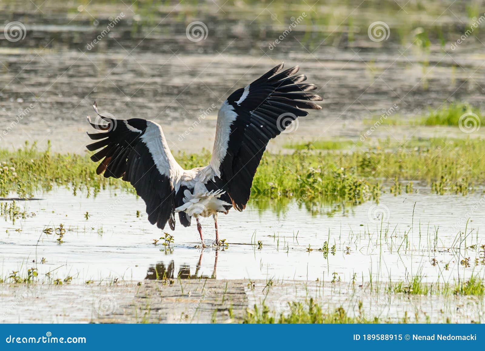 The Stork Lands in the Water. Stork is Looking for Food in the Pond ...