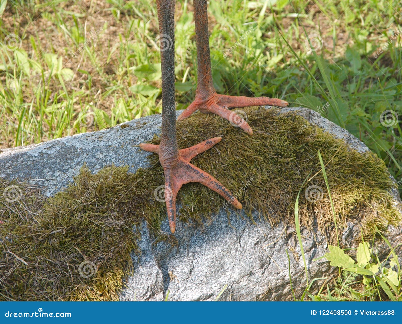 Stork legs on stone stock photo. Image of stork, species - 122408500