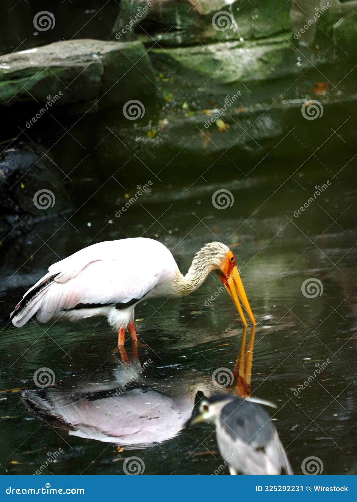 Stork with a Long Orange Beak Drinking Water from a Pond with Its ...