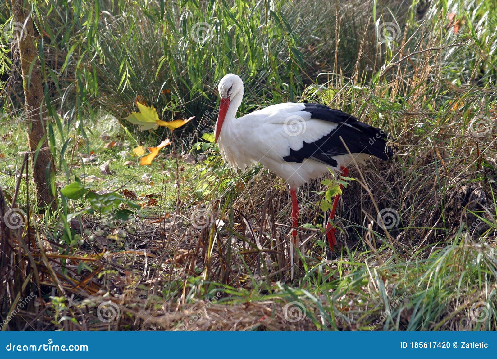 The Stork is Looking for Food in the Field Stock Photo - Image of ...