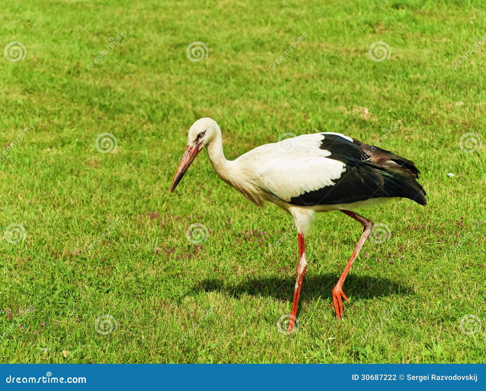 Stork stock photo. Image of migratory, walking, grassy - 30687222