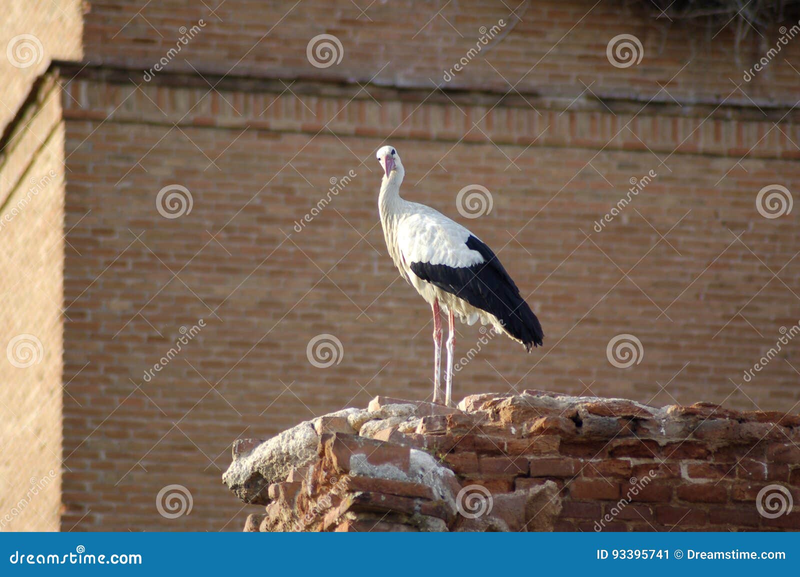 Stork looking stock image. Image of ornithology, famous - 93395741
