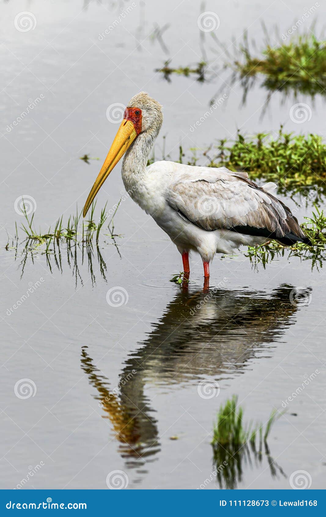 Stork in the Masai Mara stock image. Image of stork - 111128673