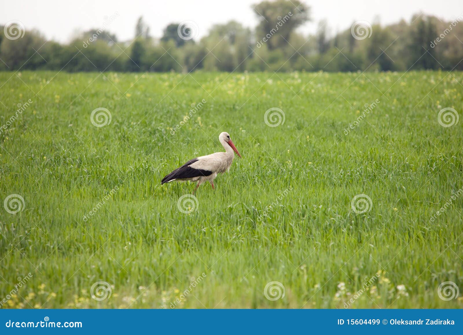 Stork on a meadow stock image. Image of summer, walking - 15604499