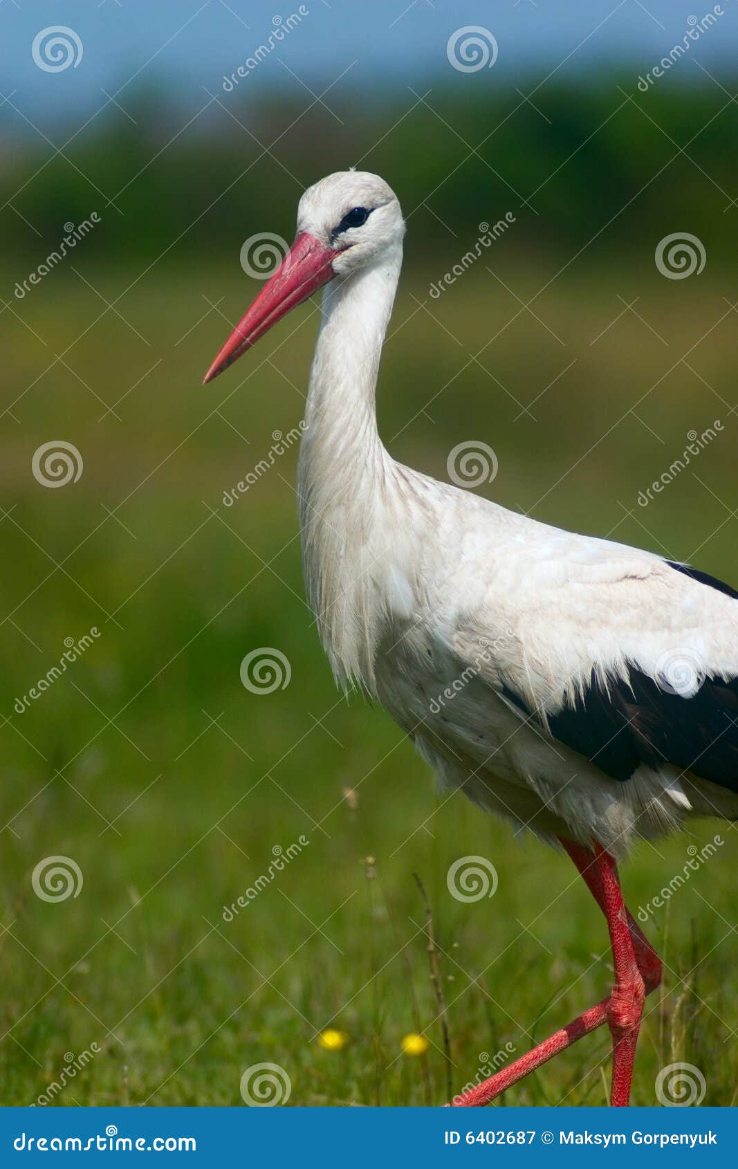Stork on meadow stock image. Image of field, meadow, wildlife - 6402687