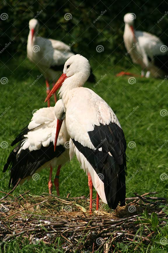 Stork meadow stock image. Image of nest, animals, breed - 9249395