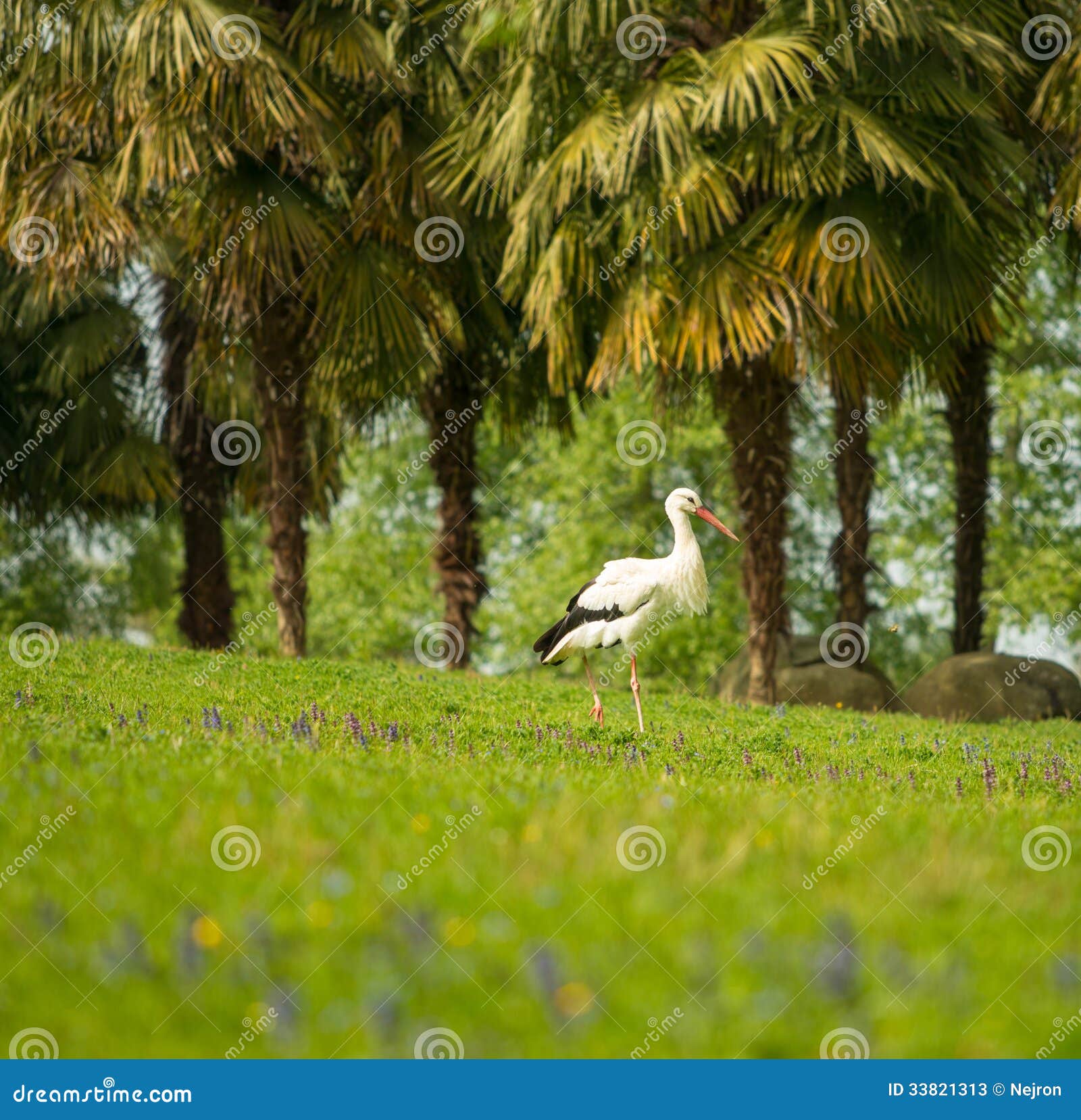 Stork stock image. Image of black, flying, environment - 33821313
