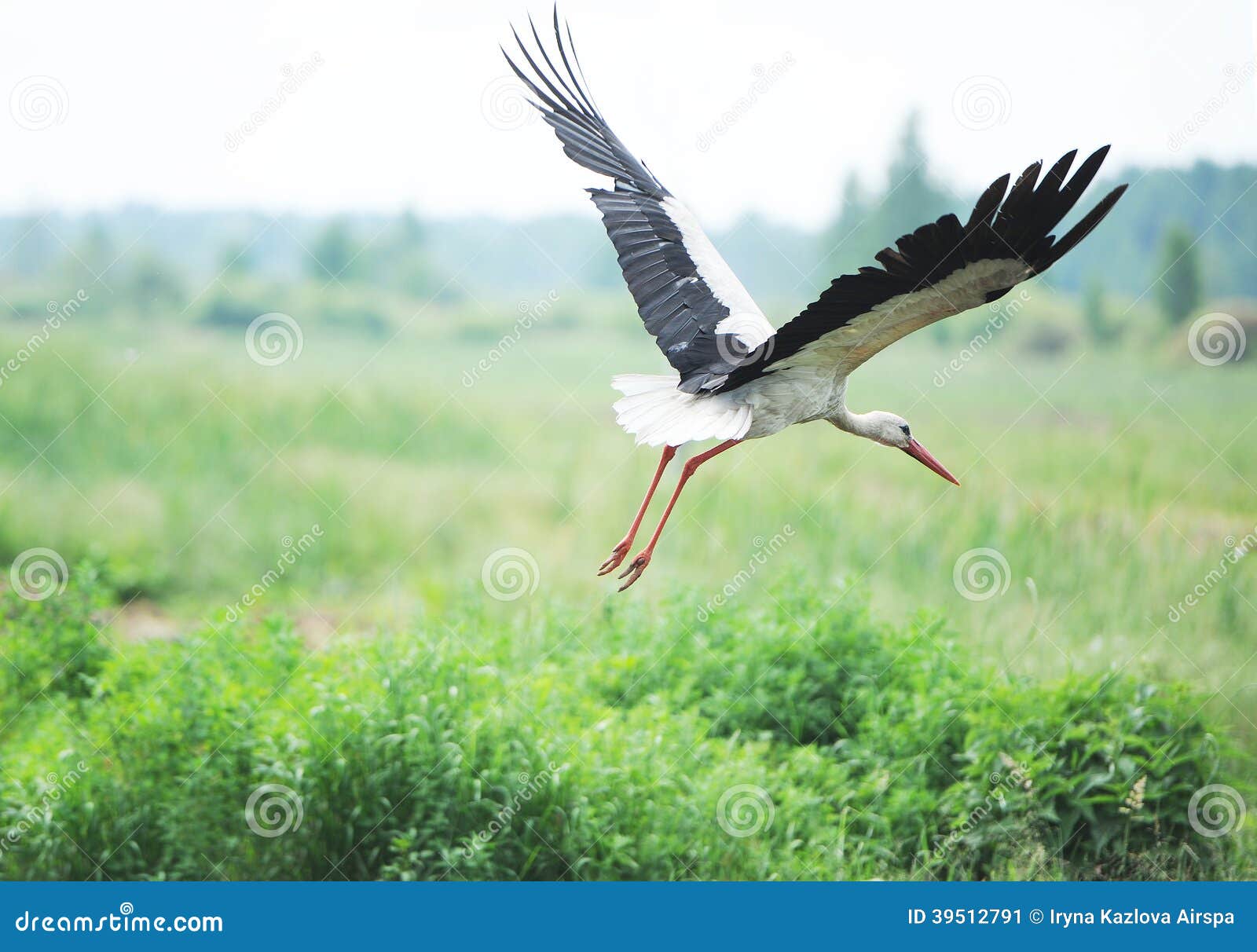 Stork on a meadow stock image. Image of landscapes, white - 39512791