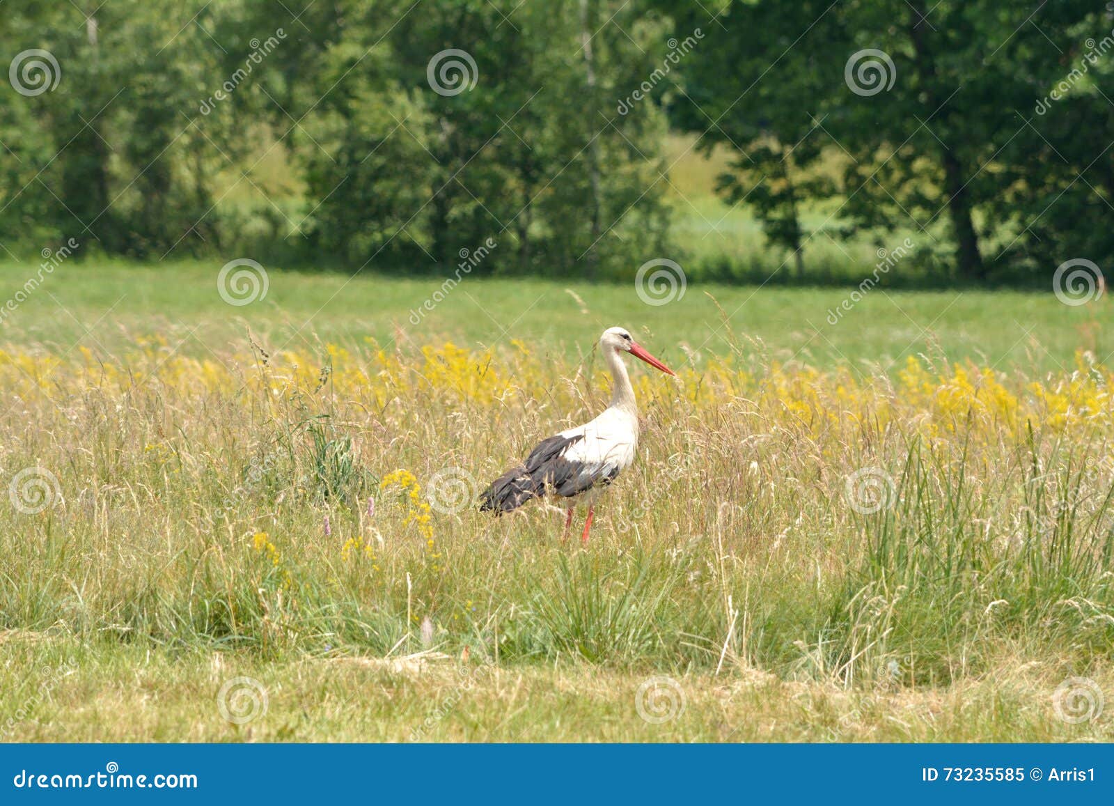 Stork on the meadow stock image. Image of countries, nature - 73235585