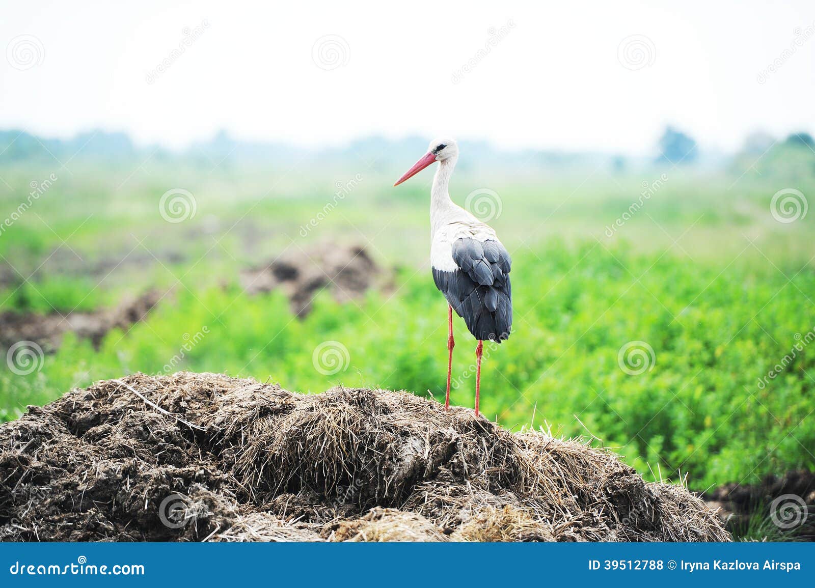 Stork on a meadow stock photo. Image of beak, wildlife - 39512788