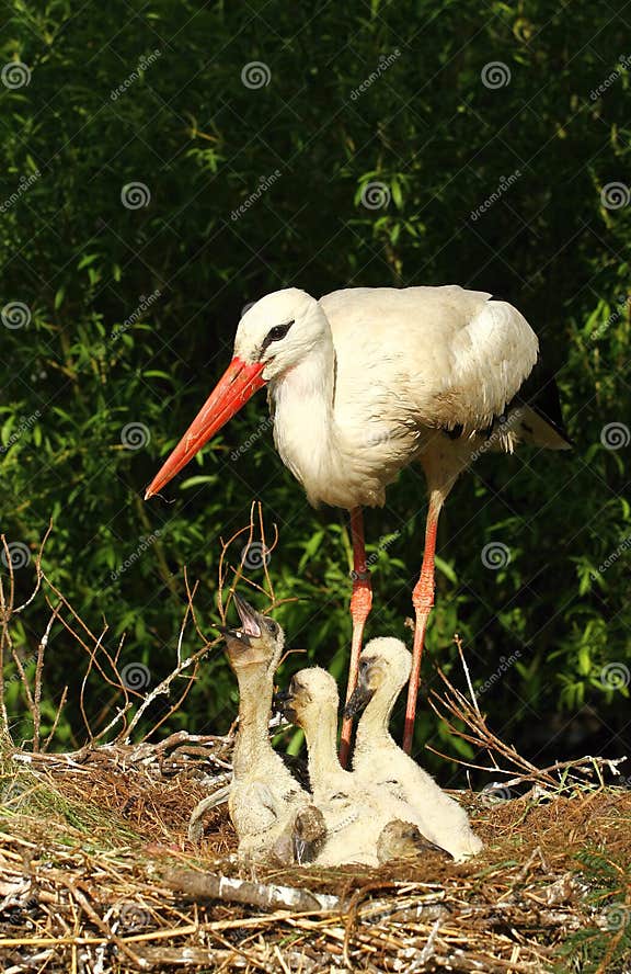 Stork med barn arkivfoto. Bild av stork, bili, bebis - 31259324