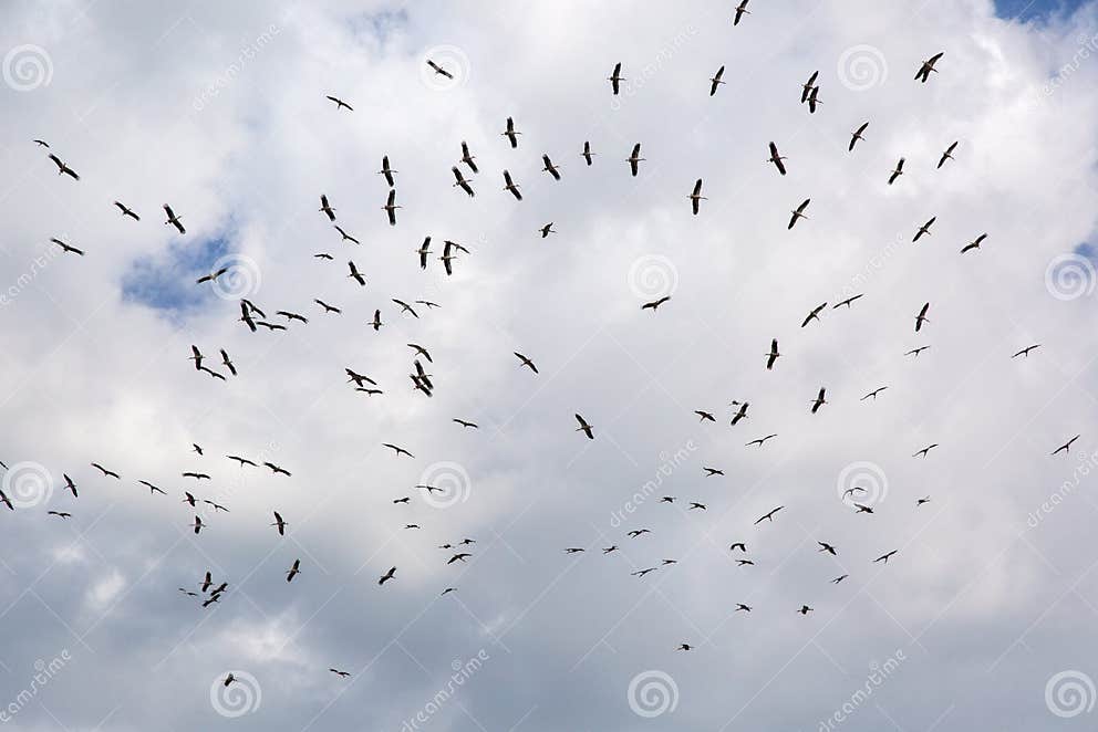 Stork migration stock photo. Image of animal, neck, migratory - 183415534