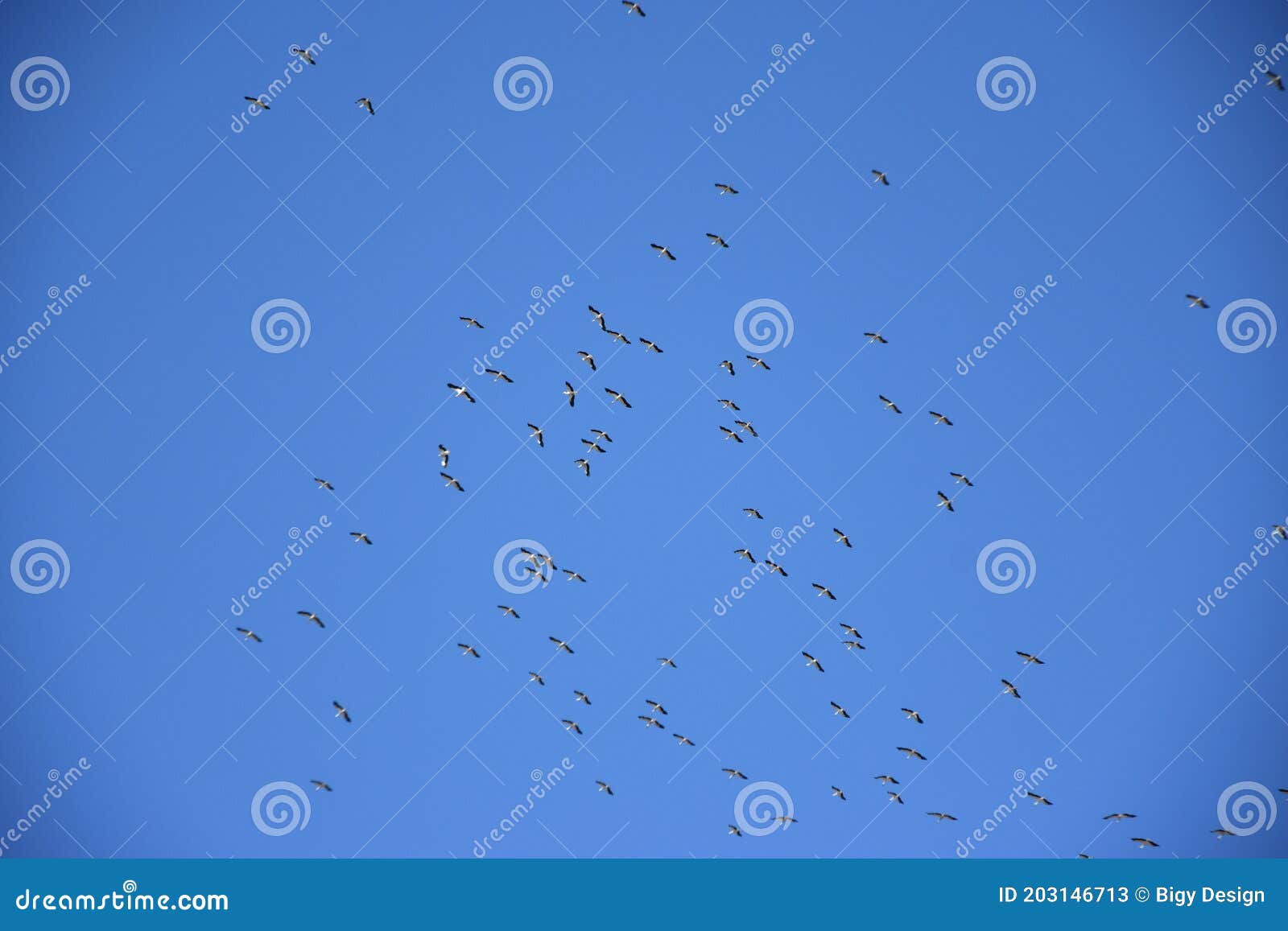 Stork Migration, Group in the Sky, they Migrate Stock Image - Image of ...