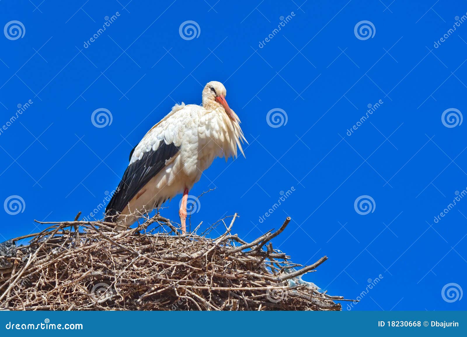 Stork - Morocco stock photo. Image of rabat, bird, beak - 18230668