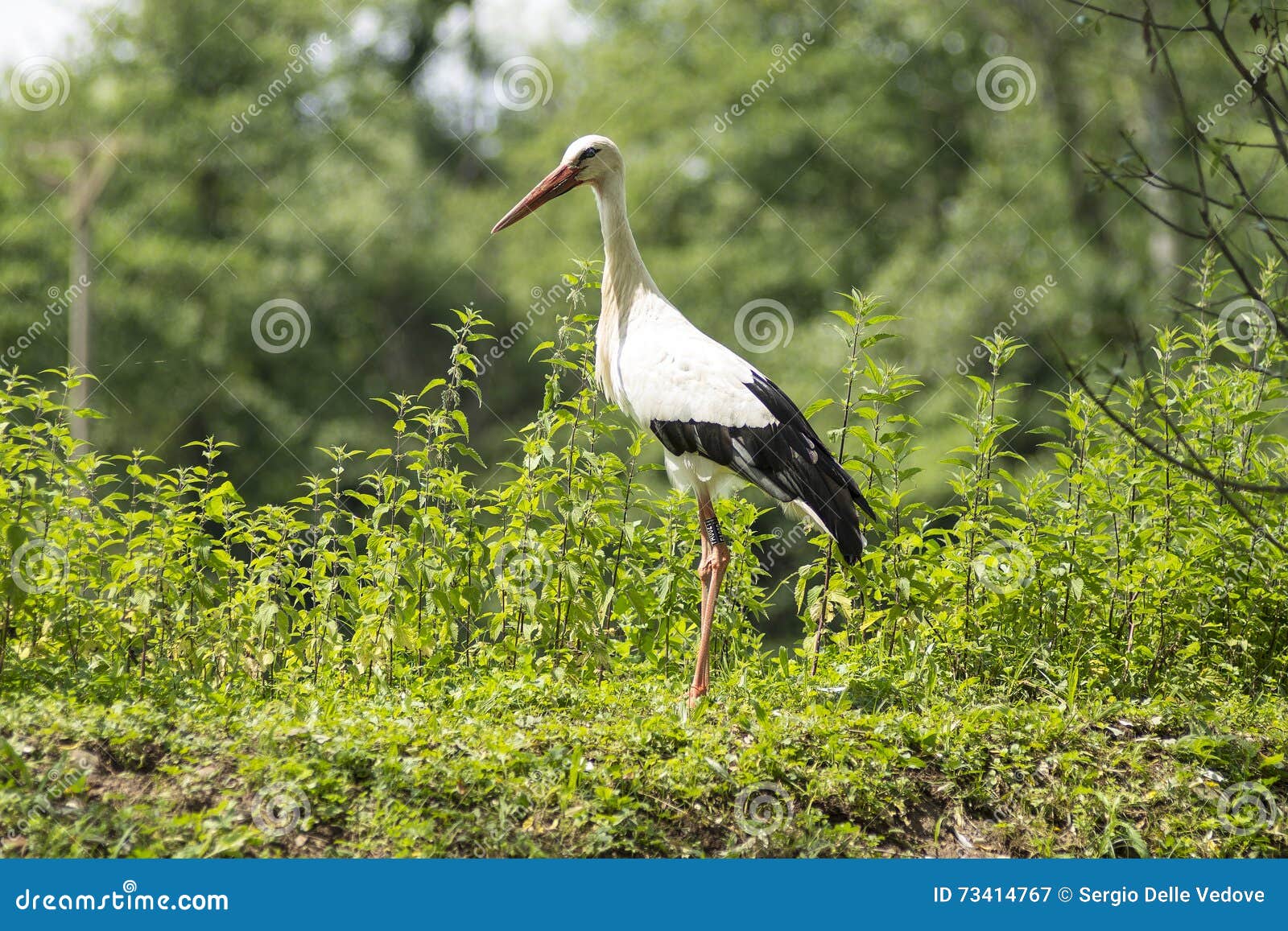 A stork stock image. Image of little, baby, happy, animal - 73414767