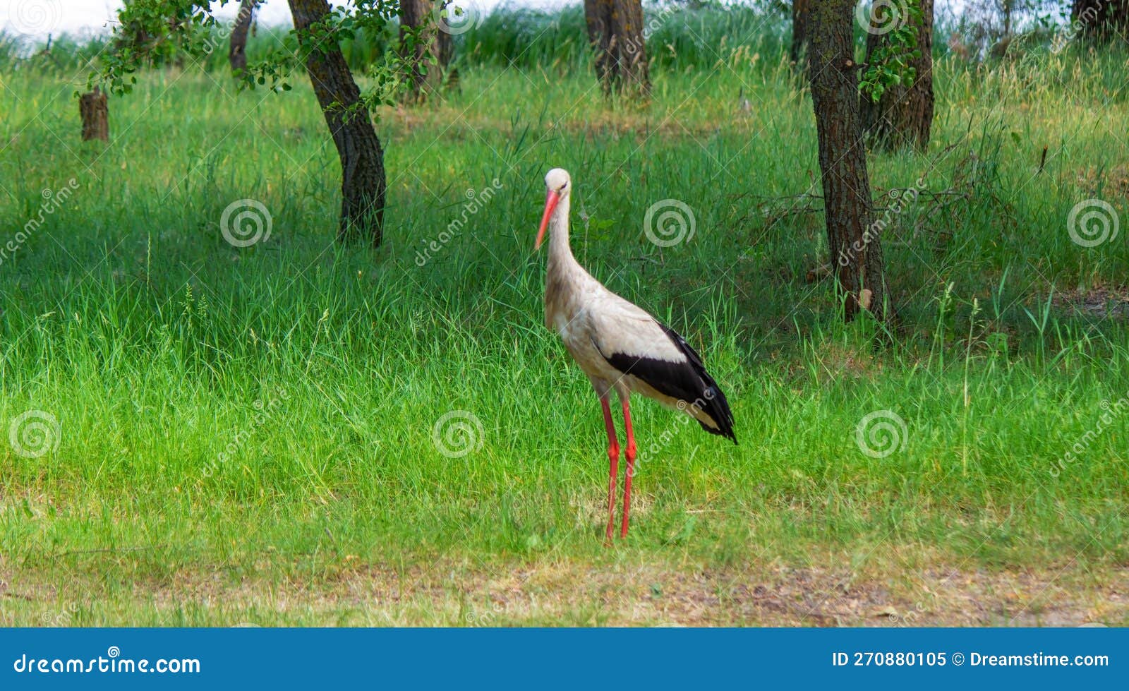Stork Nature Good Weather Spring Stock Image - Image of ornithology ...