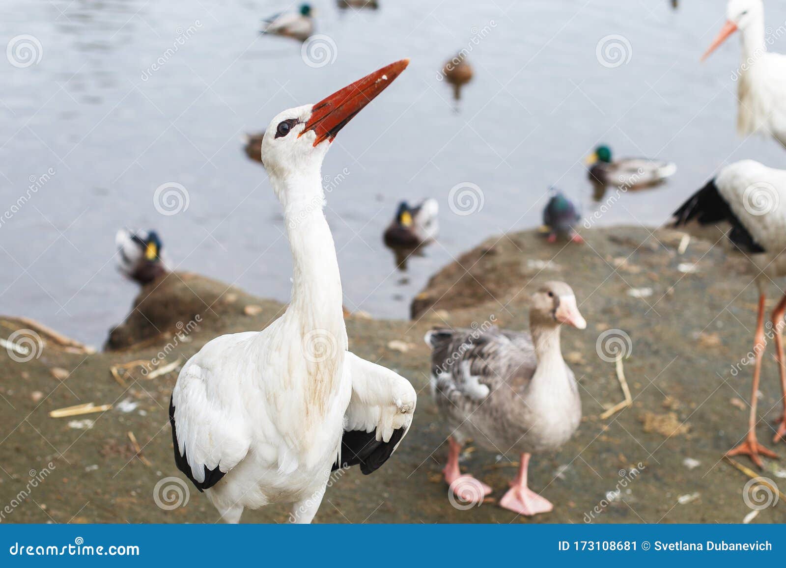 A Stork Near the Lake. Portrait of a Stork. Stork Eats Bread with Its ...