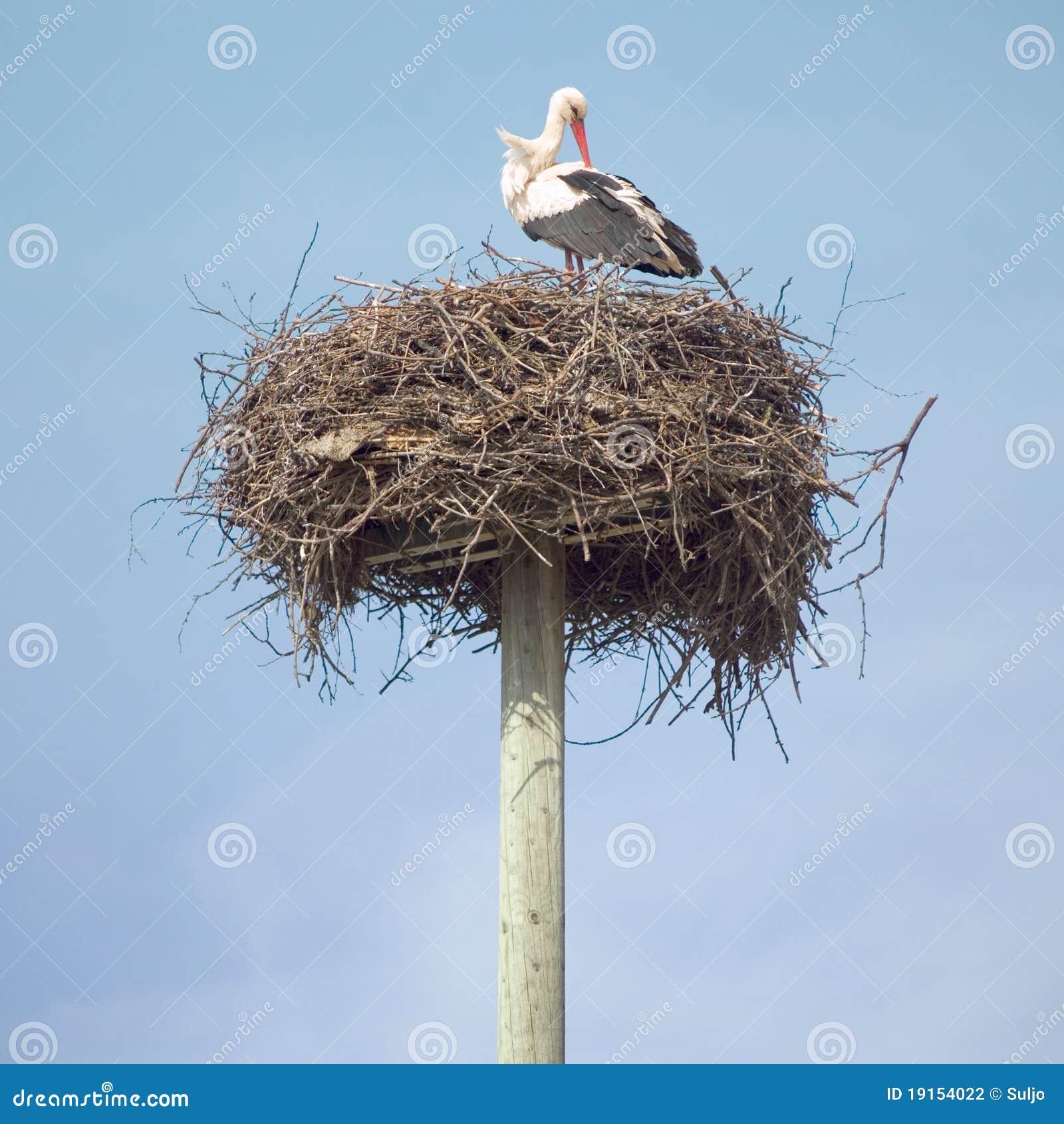 Stork in the nest stock photo. Image of blue, habitation - 19154022