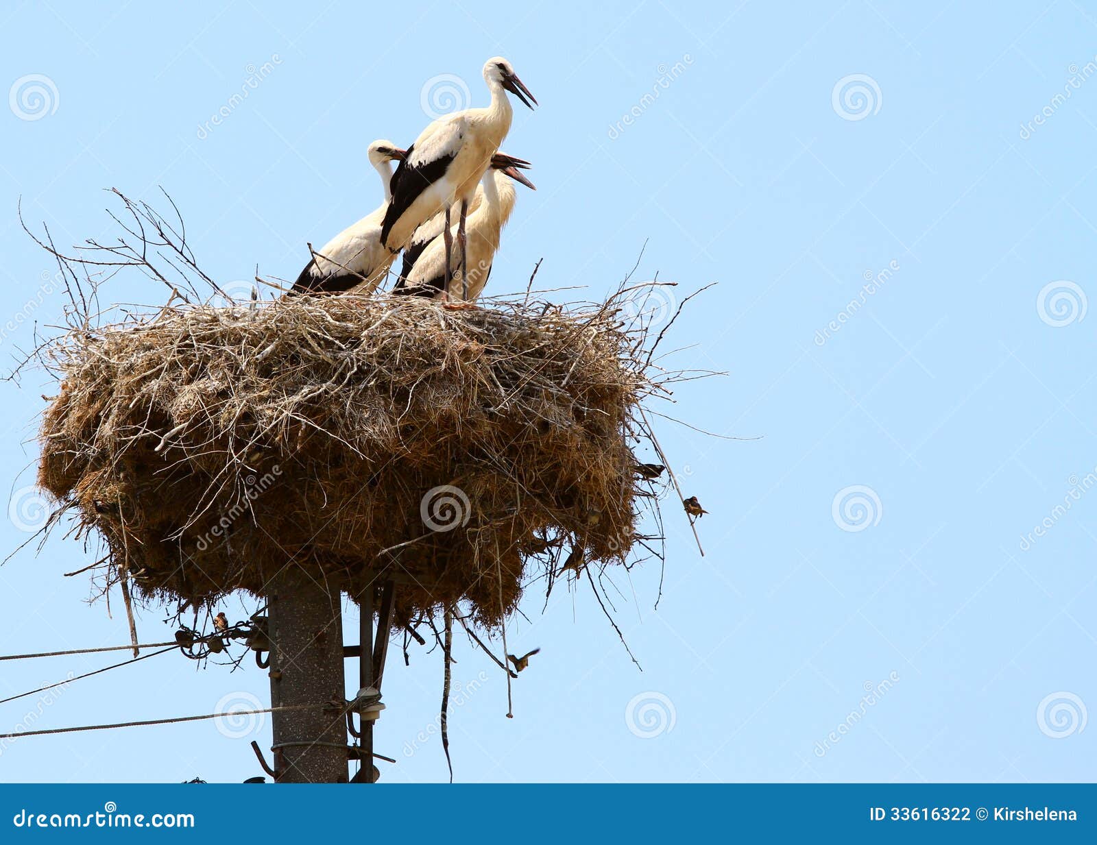Stork on the nest stock photo. Image of perched, pile - 33616322