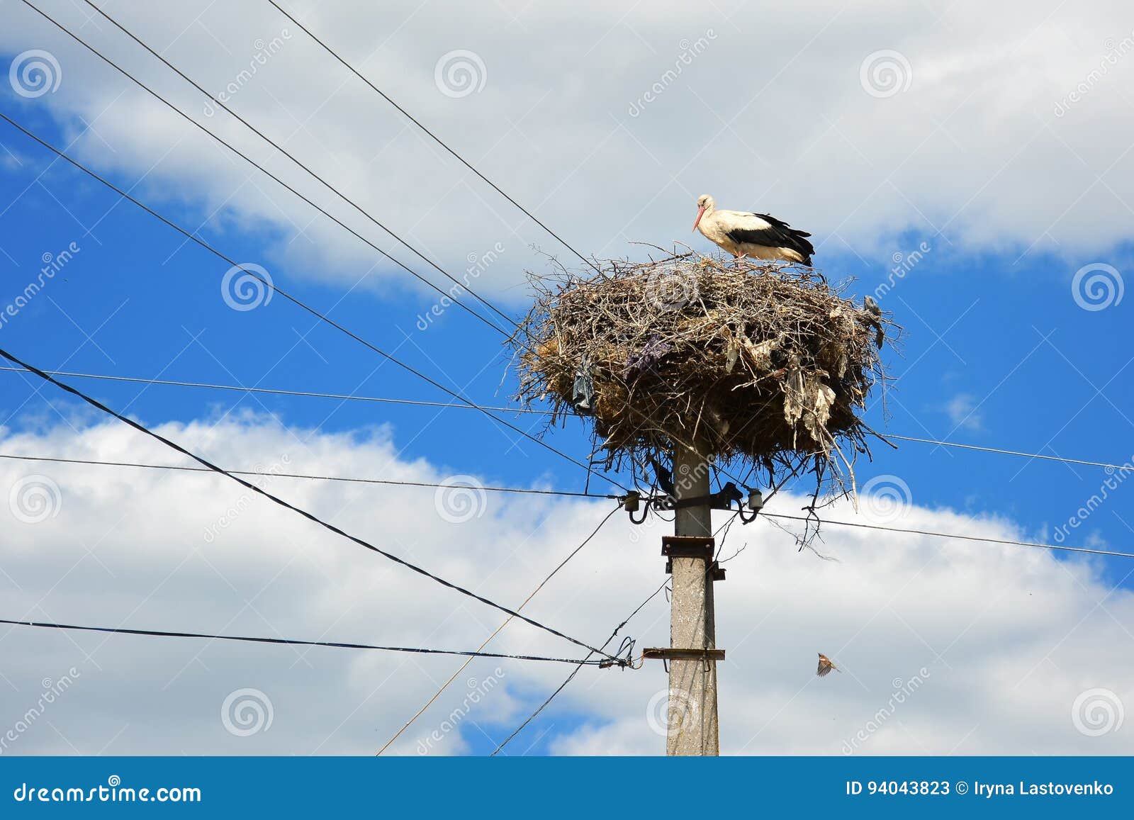 Stork in a Nest on an Electric Pole. Stock Image - Image of nature ...