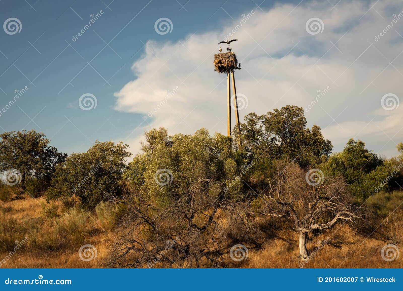 Stork Nest Near the Alcantara Swamp Stock Image - Image of nesting ...