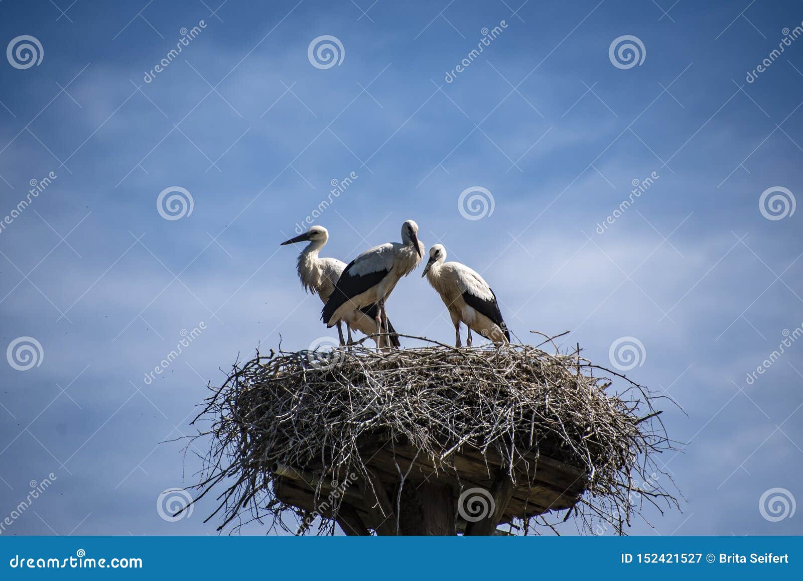 Stork Nest on the Pole and Three Storks Stock Image - Image of child ...