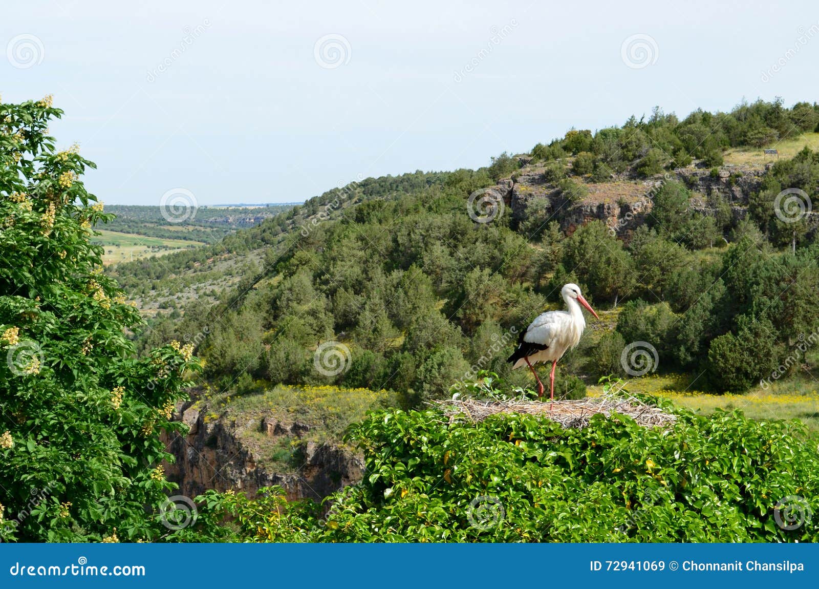 Stork in Nest on Top of Tree Stock Image - Image of bird, stork: 72941069
