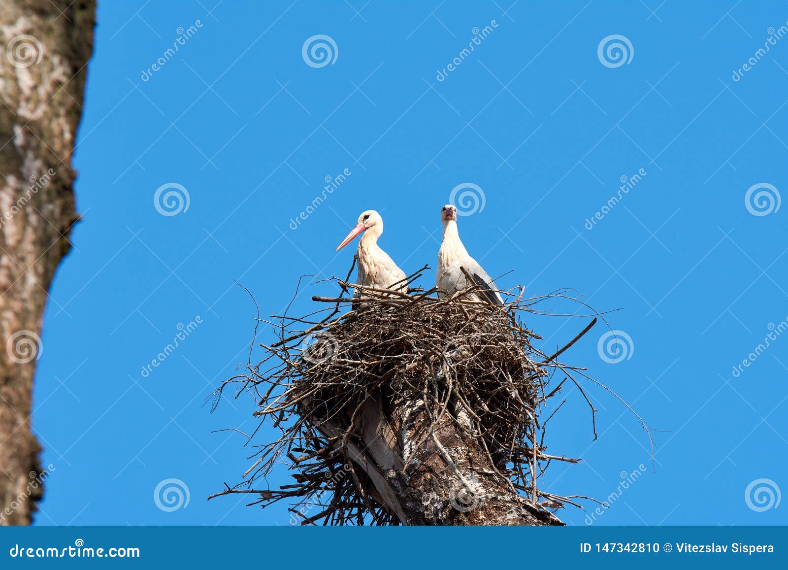 Stork Nest with Storks in a Tree Crown with Blue Sky Background Stock ...
