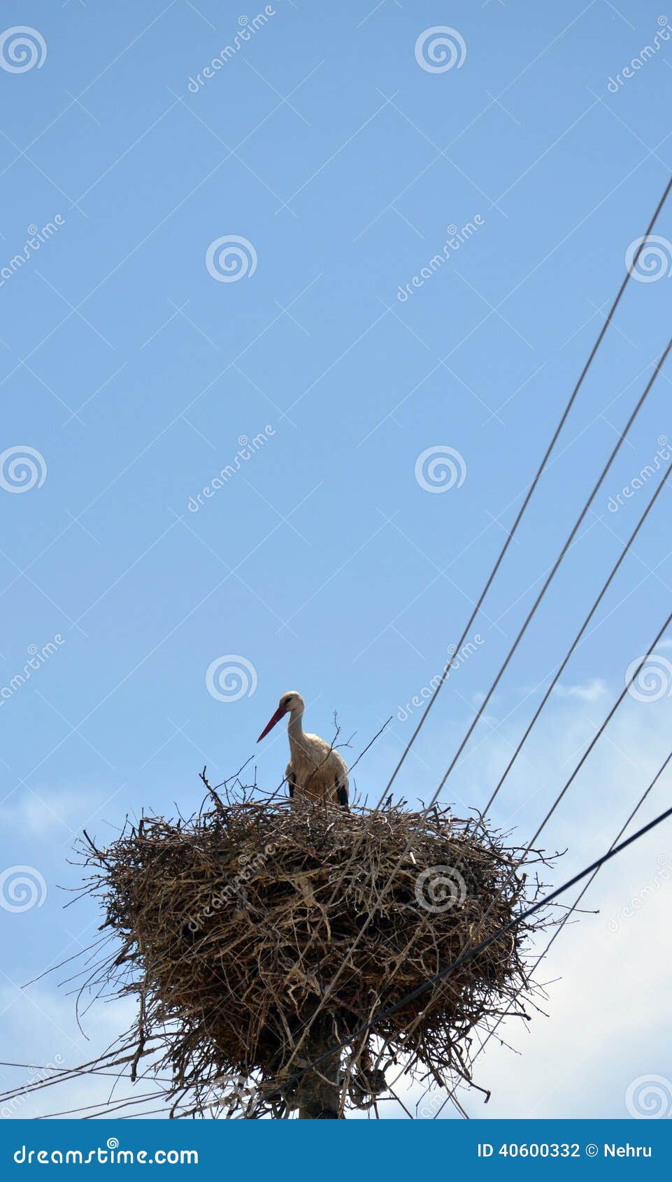 Stork in the nest stock photo. Image of wire, electric - 40600332