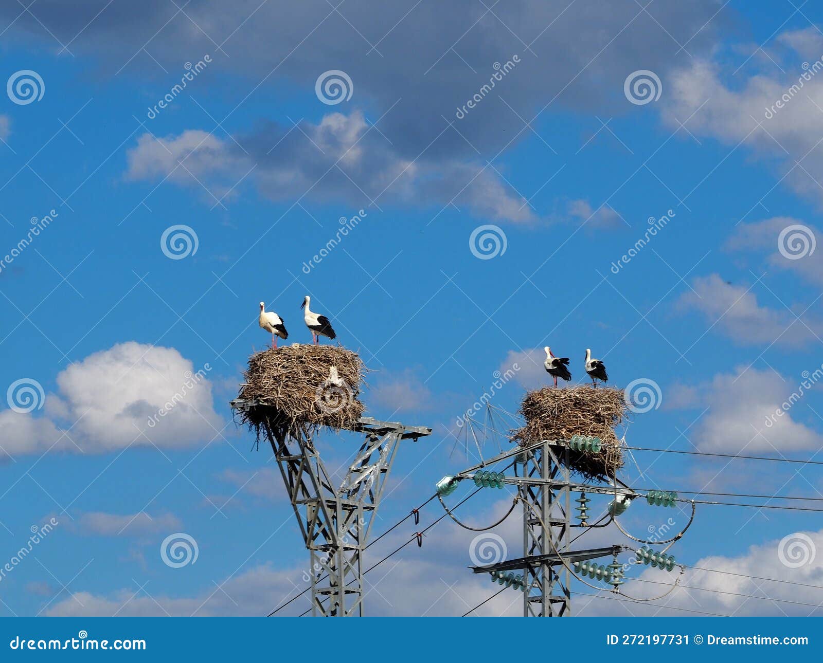 Stork Nests on Electric Poles with Blue Sky and Clouds Stock Image ...