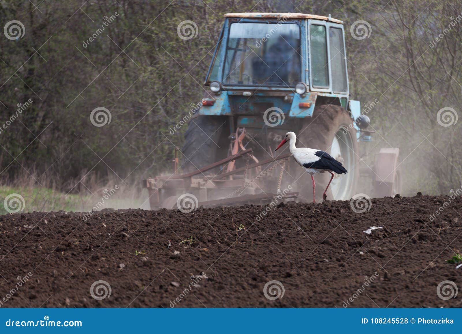 Stork Next To the Tractor Plows the Earth Stock Photo - Image of plow ...