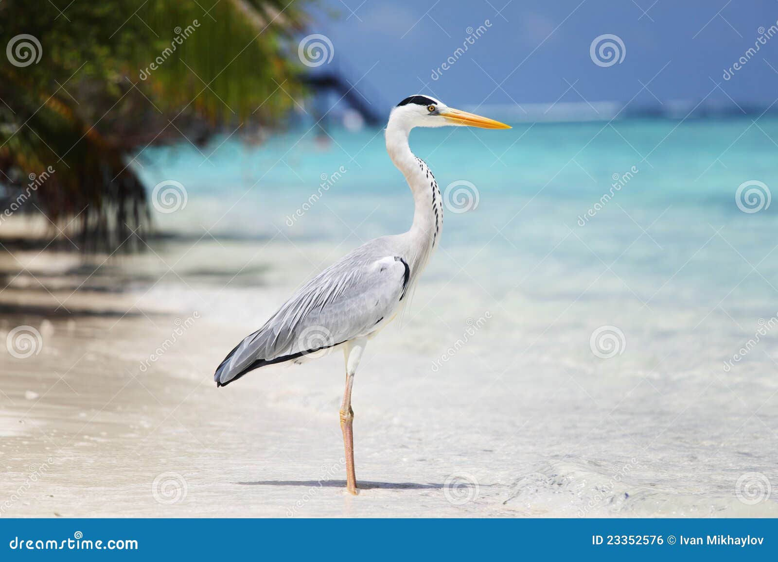 Stork on the ocean stock photo. Image of beach, freedom - 23352576