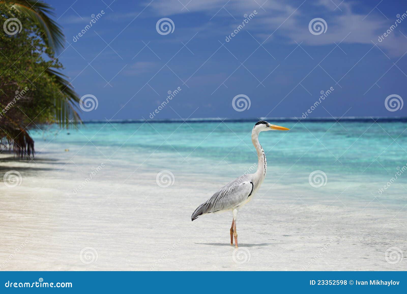 Stork on the ocean stock photo. Image of animal, beach - 23352598