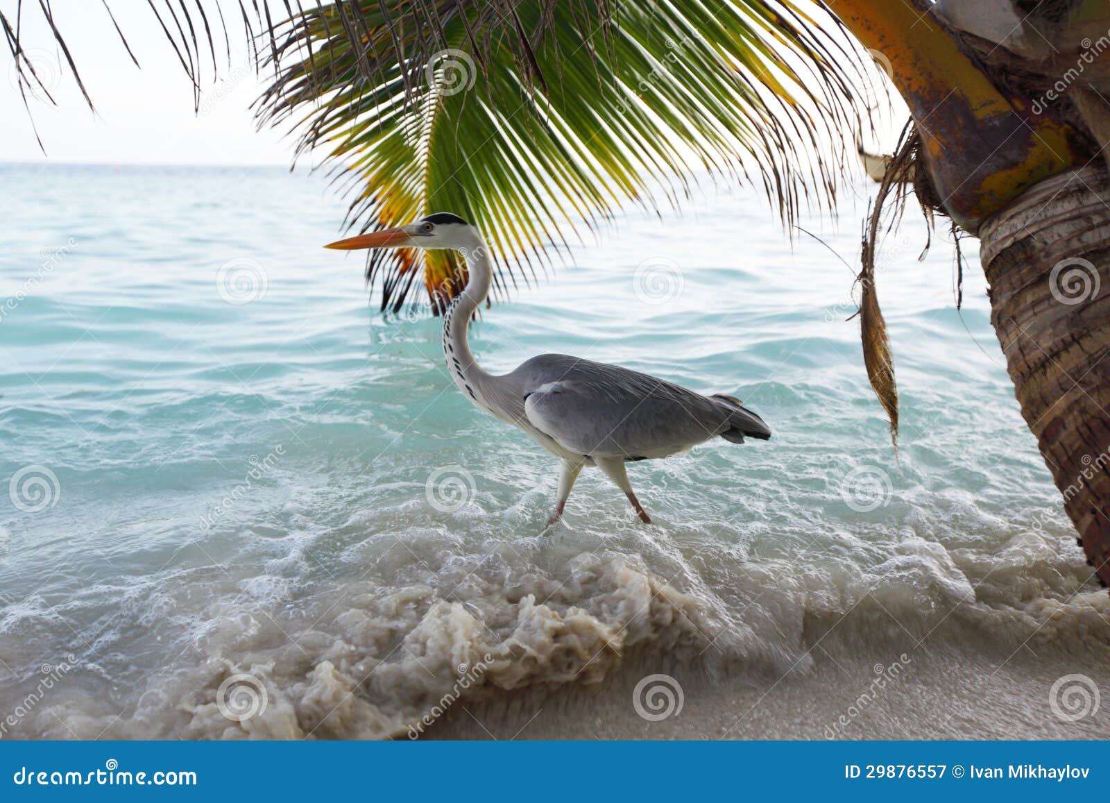 Stork on the ocean stock image. Image of beach, freedom - 29876557