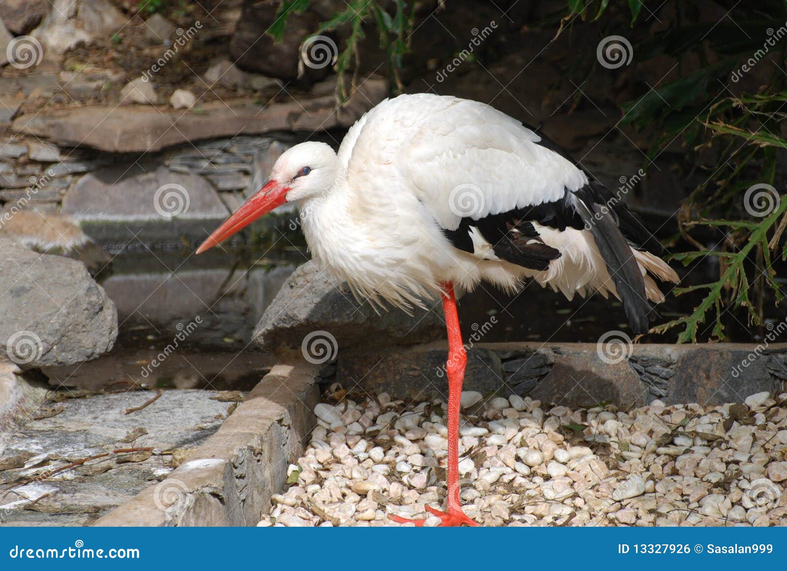 Stork on One Leg stock photo. Image of wild, pond, stork - 13327926