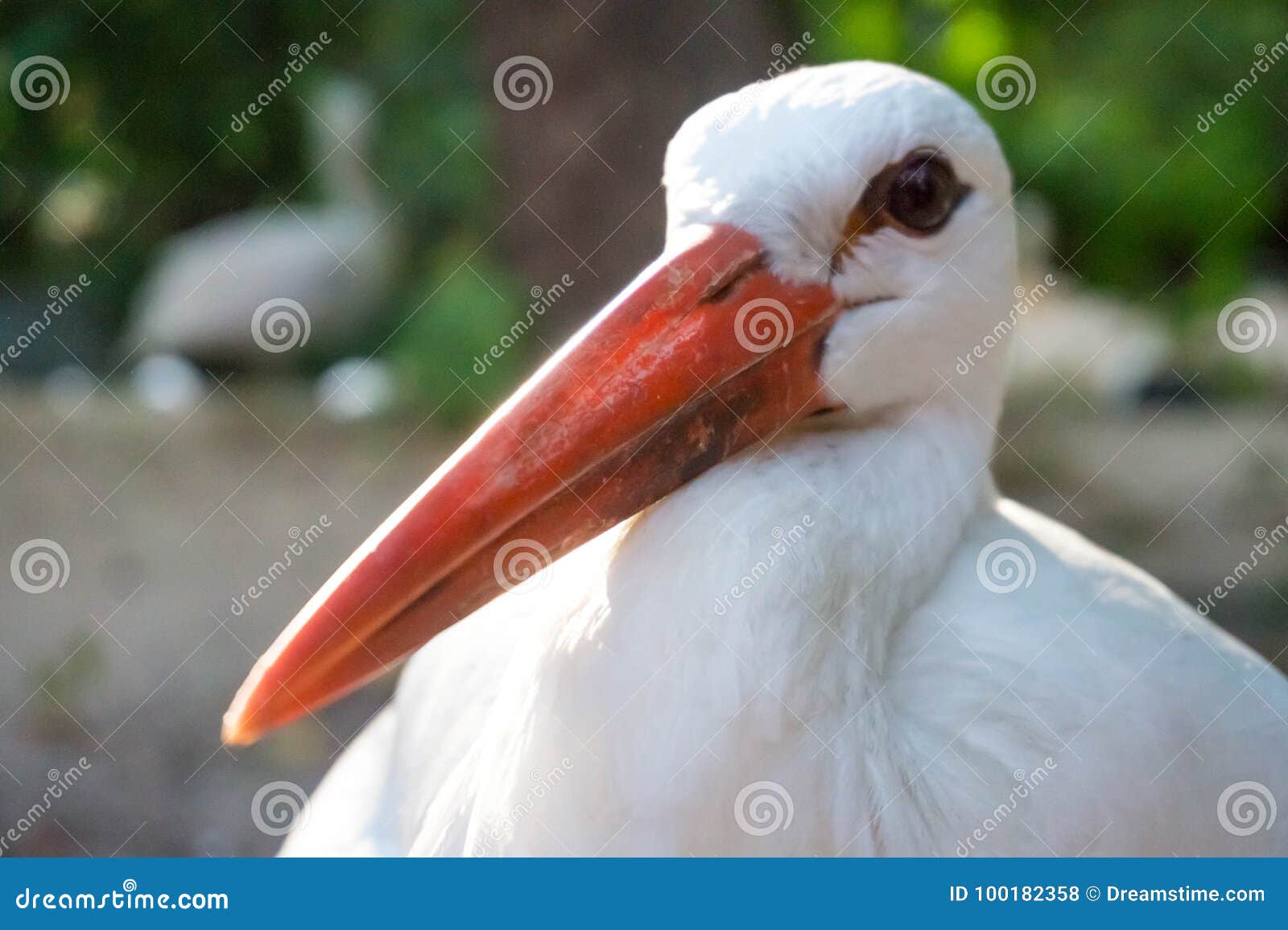 Stork stock photo. Image of city, crotian, front, close - 100182358