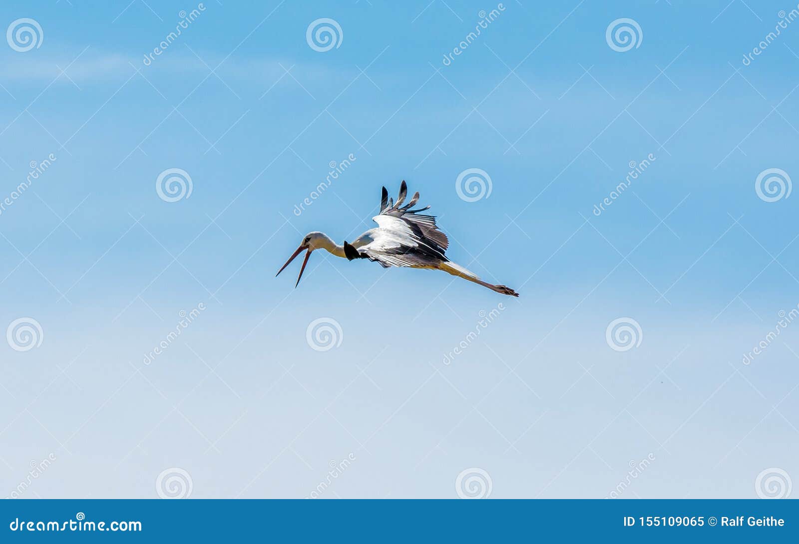 Stork with Open Beak Flies in the Sky Stock Image - Image of view ...