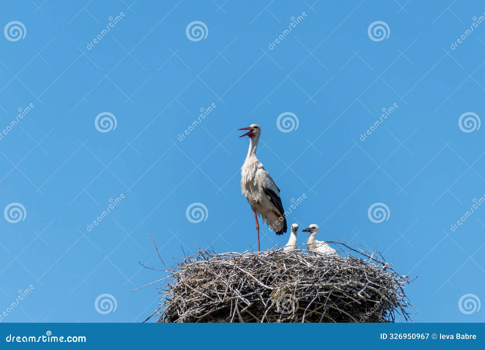 Stork with Open Beak in the Nest with Two Children Stock Illustration ...