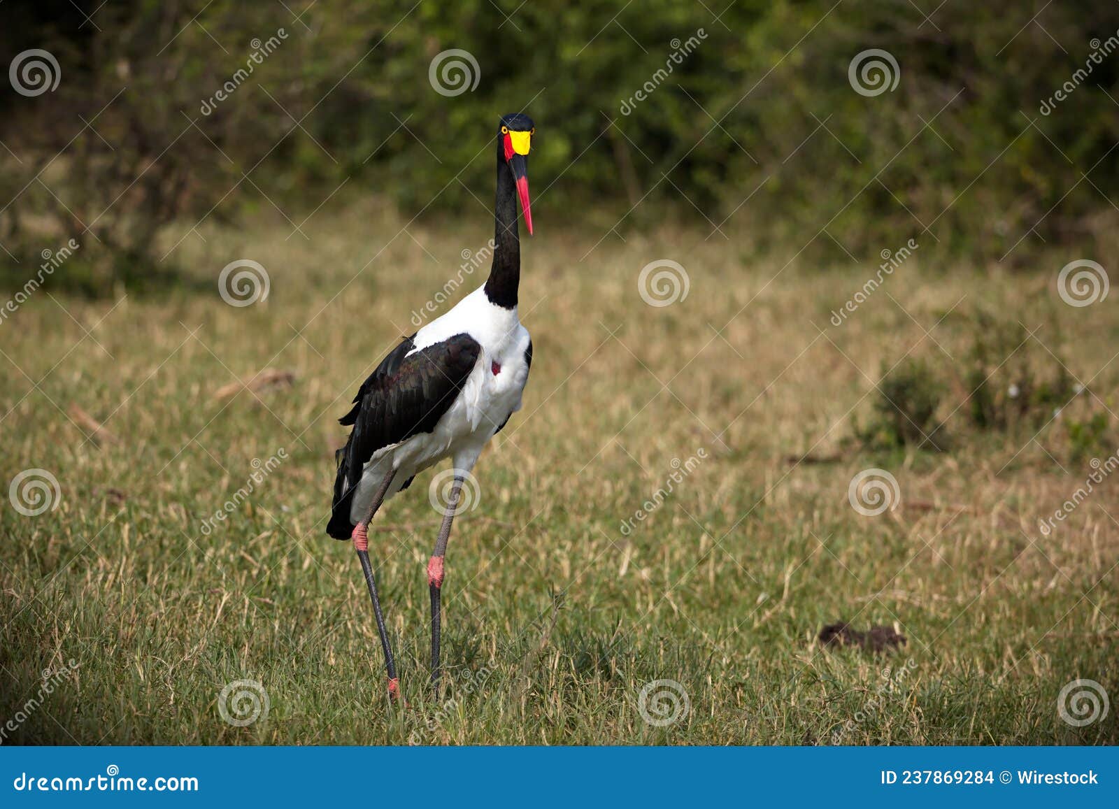 Stork in an Open Field in Uganda Stock Photo - Image of animal, travel ...