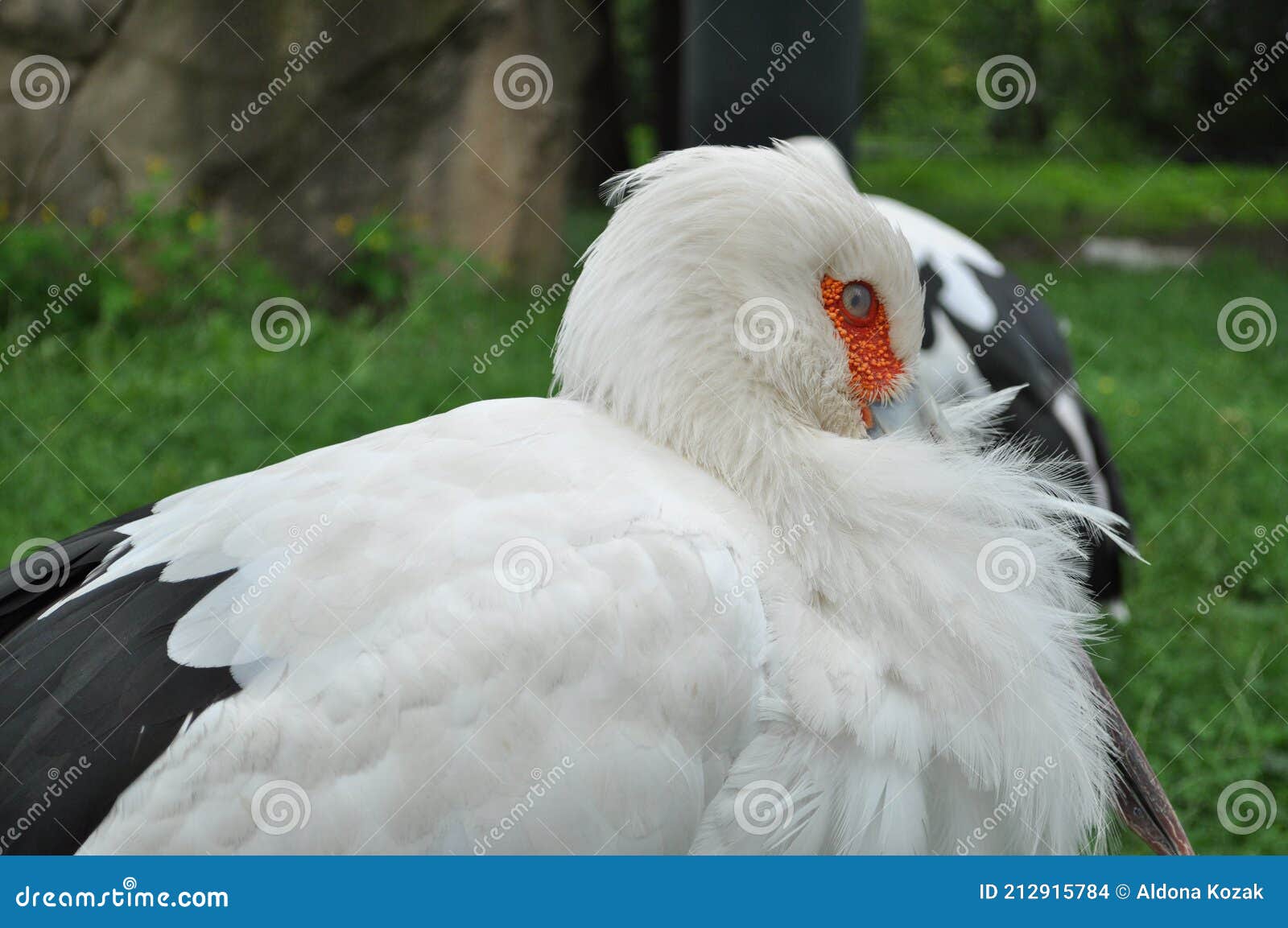 Stork in the Paddock of the Zoo Enclosure Sleep and Rest Stock Photo ...