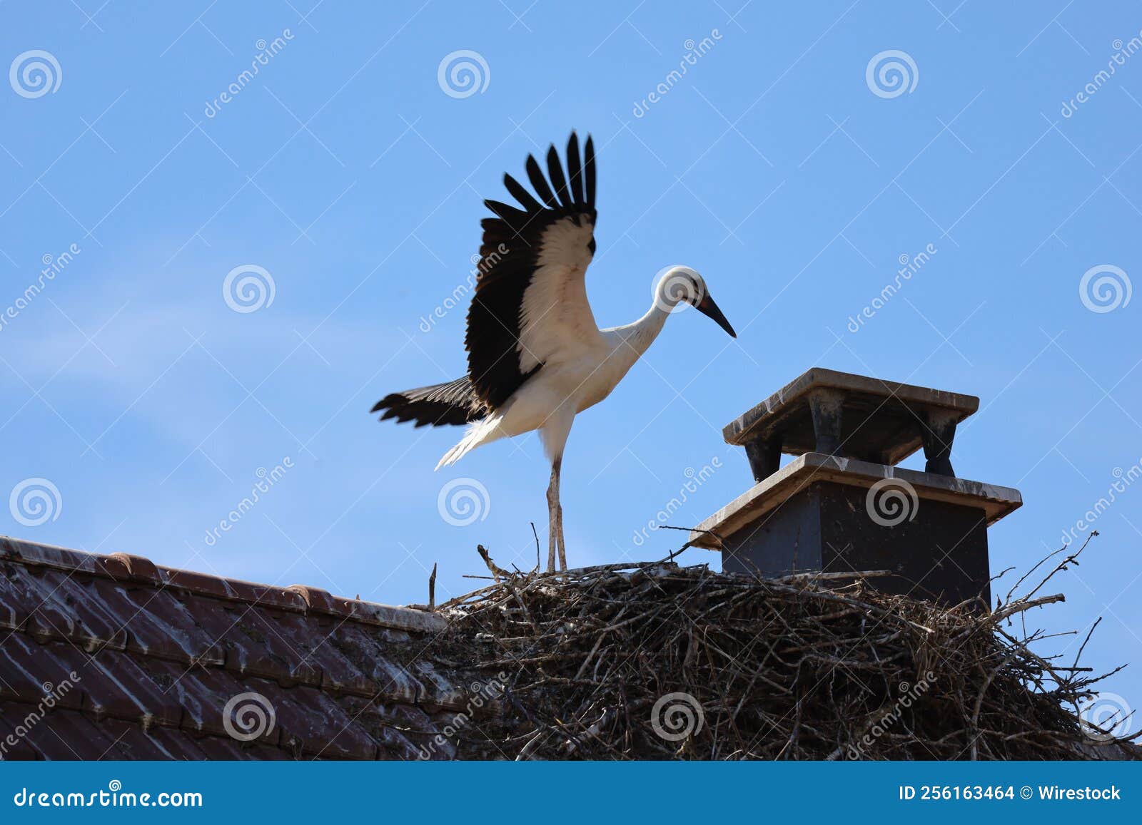 Stork perching on the roof stock photo. Image of wildlife - 256163464