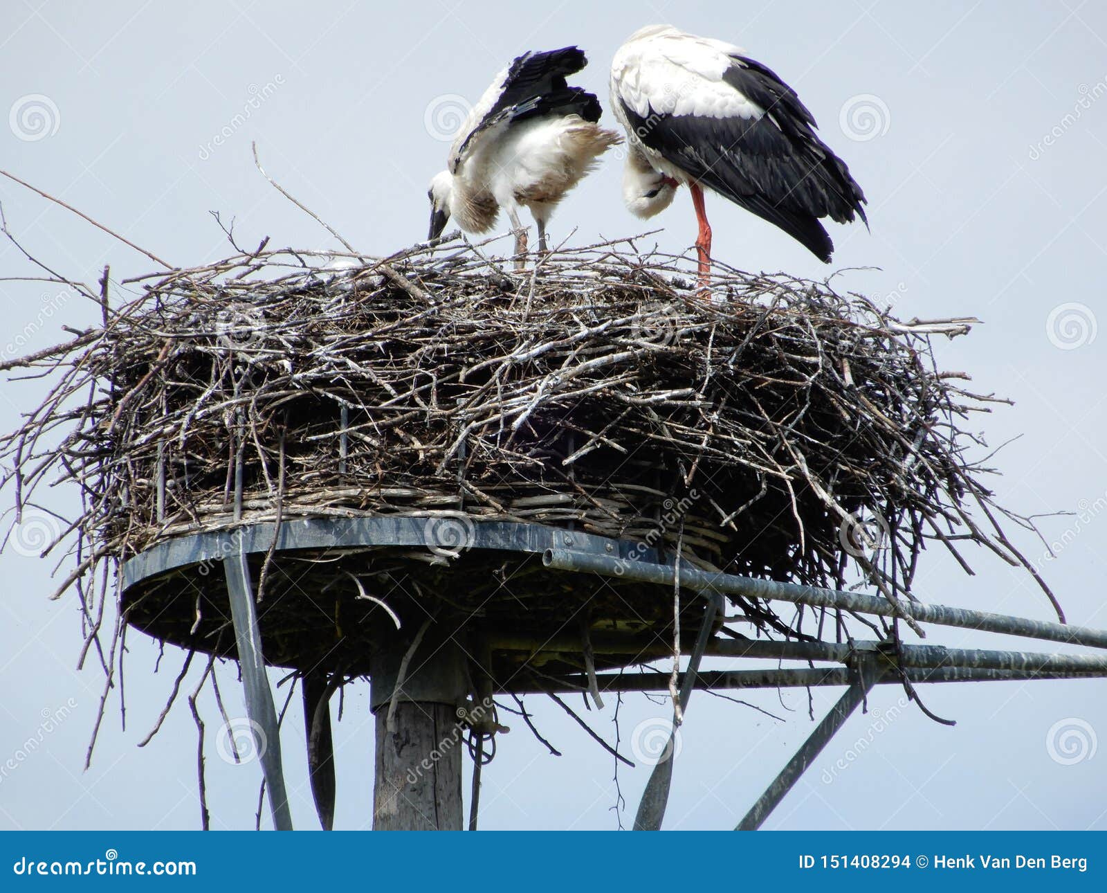 Stork on a Pole Nest with Two Chicks Stock Photo - Image of fertility ...