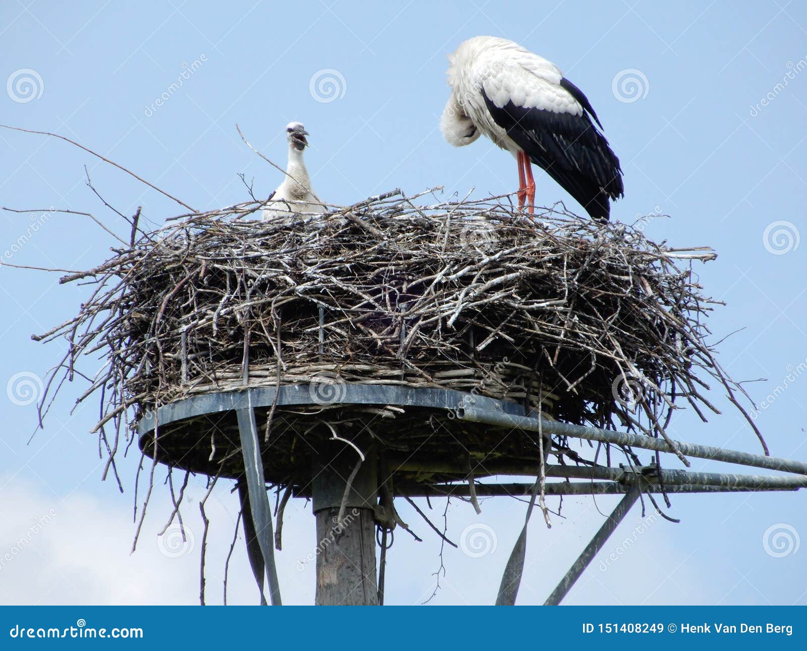 Stork on a Pole Nest with Two Chicks Stock Image - Image of stork, wing ...