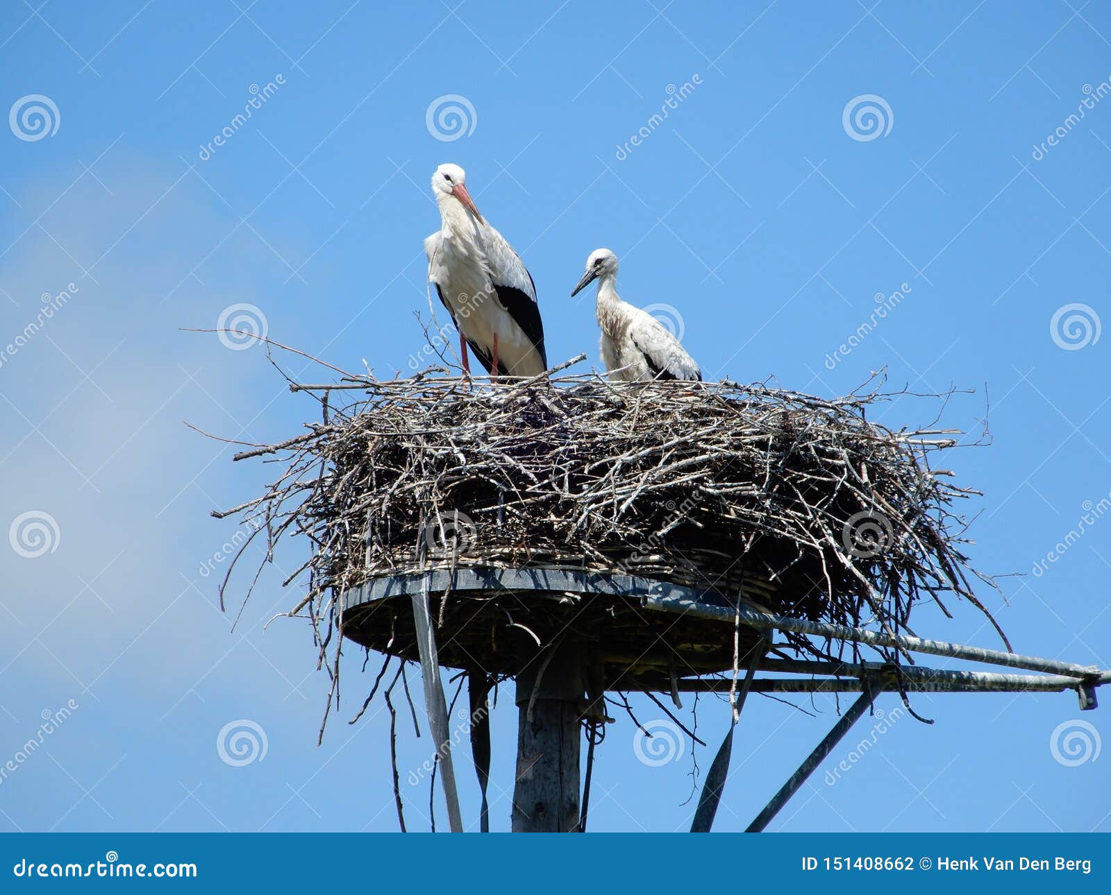 Stork on a Pole Nest with Two Chicks Stock Photo - Image of care ...