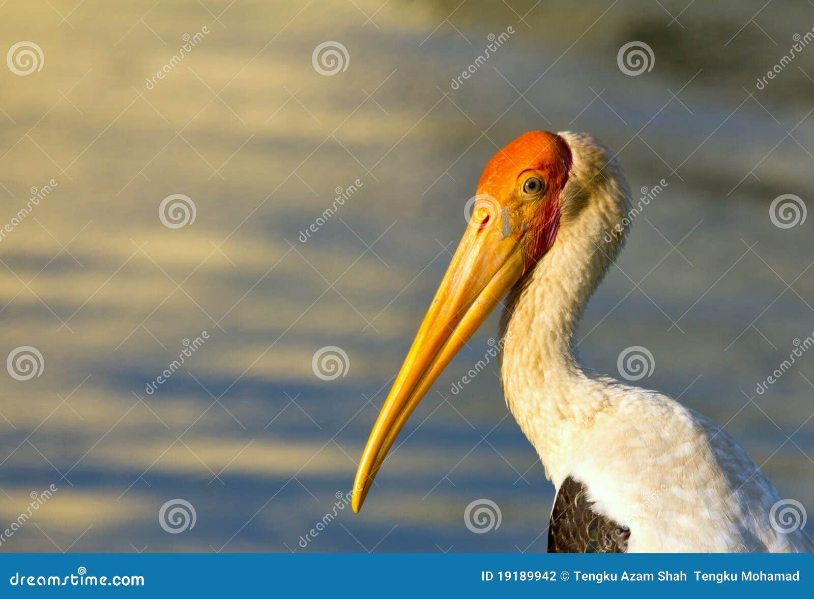 Stork portrait stock photo. Image of shadow, mirror, painted - 19189942