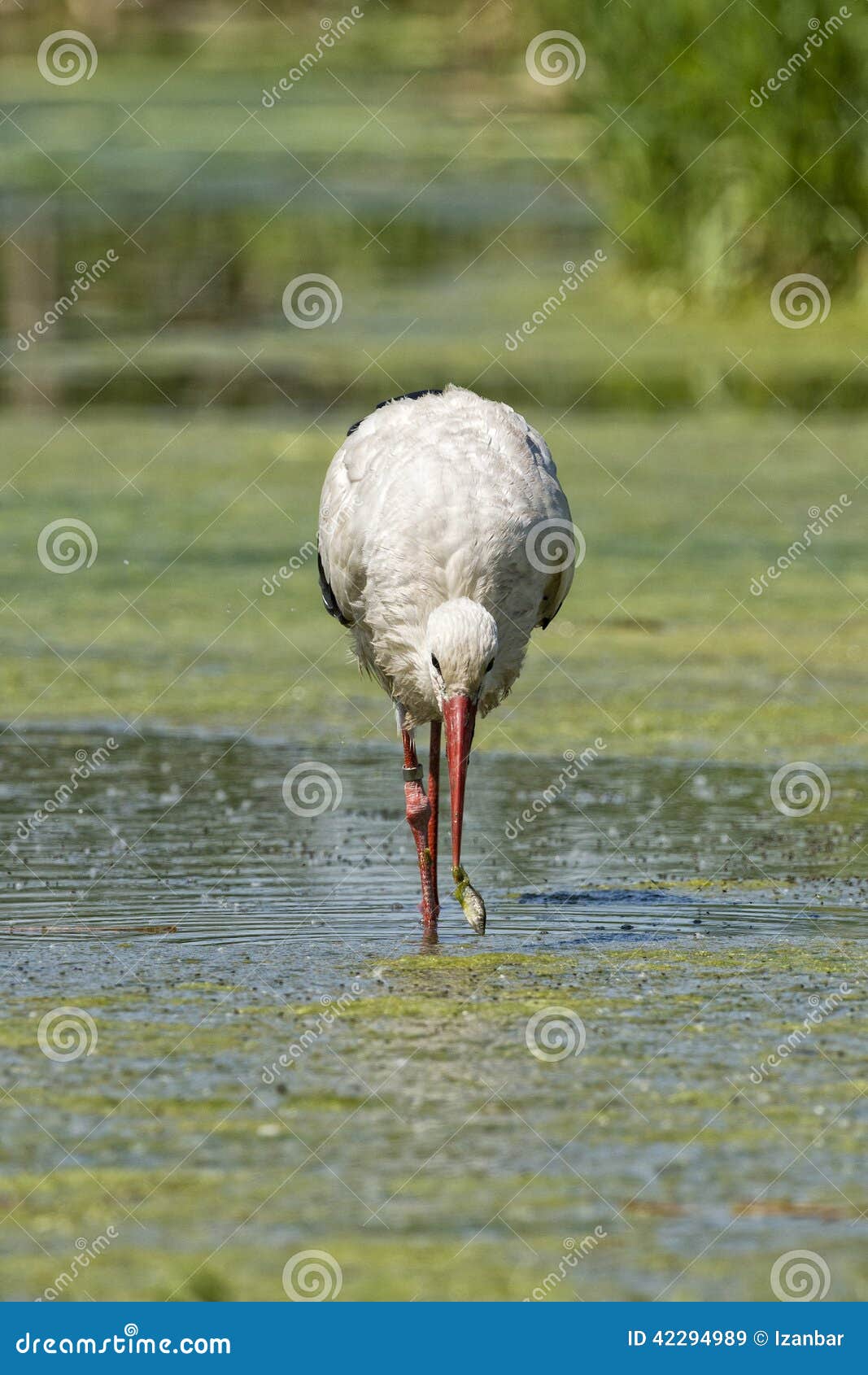 Stork Portrait while Eating a Fish Stock Image - Image of hope, purity ...